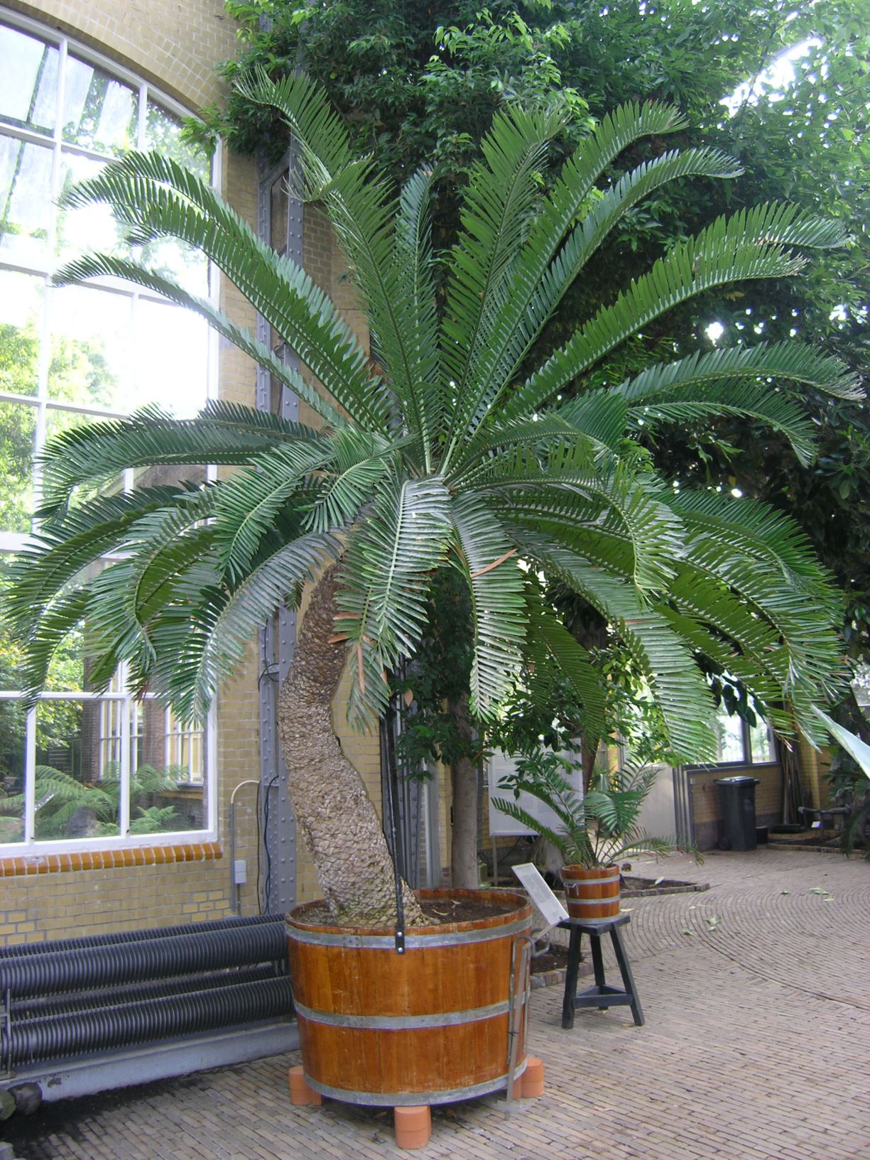 Encephalartos altensteinii - Oostkaapse broodboom, Eastern Cape giant ...