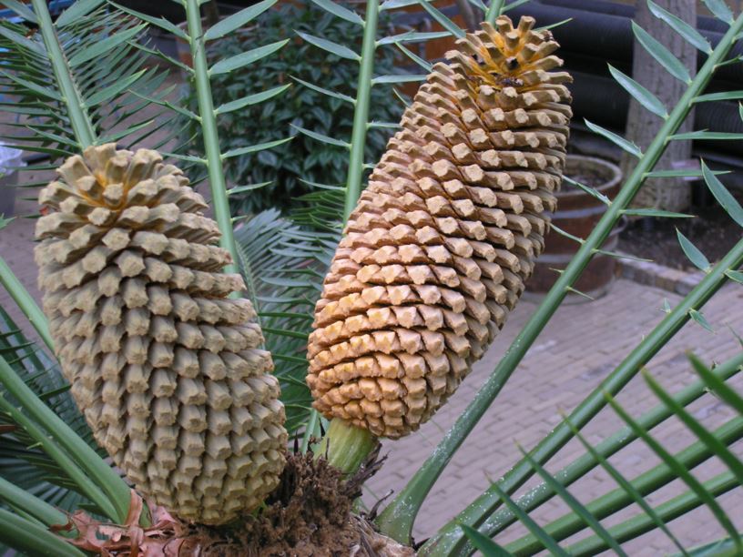 Encephalartos altensteinii - Oostkaapse broodboom, Eastern Cape giant ...