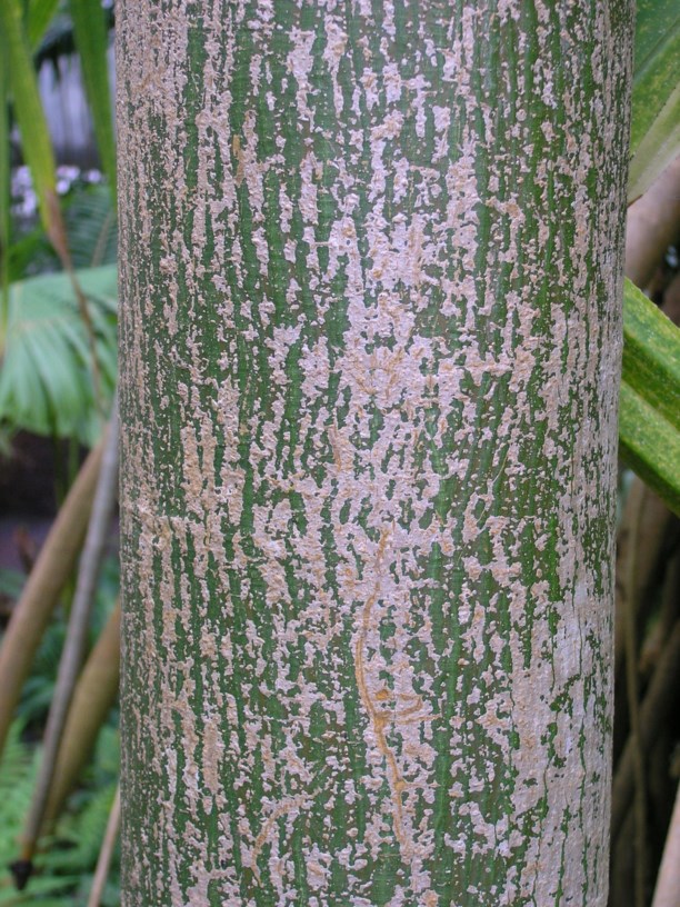 Ceiba pentandra - Silk-cotton tree, Fromager, Ceiba, Lupuna, Mapajo ...