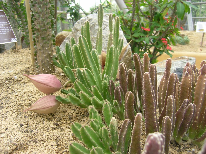 Stapelia gigantea - Reuse-aasblom, Zulu giant | Hortus Botanicus ...