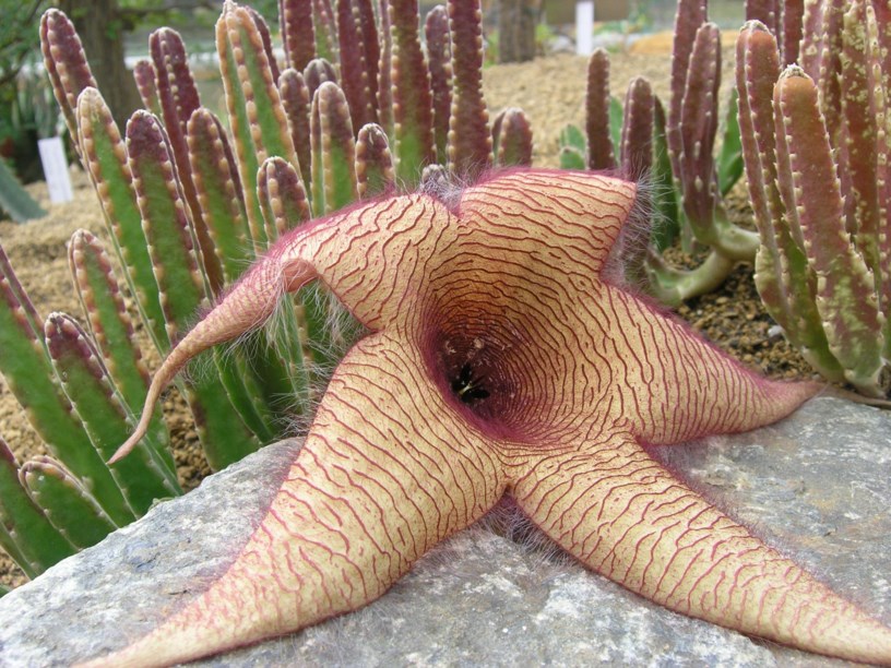 Stapelia gigantea - Reuse-aasblom, Zulu giant | Hortus Botanicus ...