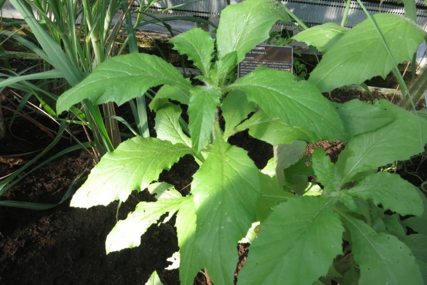 Erechtites hieraciifolius - American burnweed, Fireweed ...