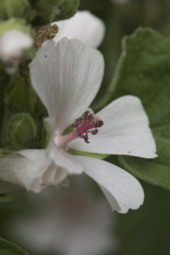 Althaea officinalis - Echte heemst, Common marshmallow, Echter Eibisch ...