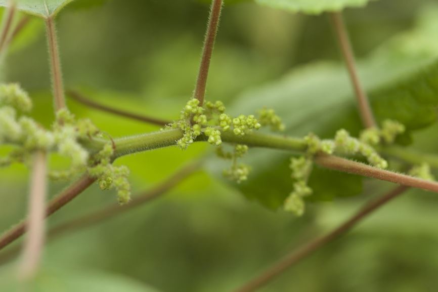 Boehmeria nivea - 苎麻, Ramie, Chinese silk plant, Ramie | Hortus ...