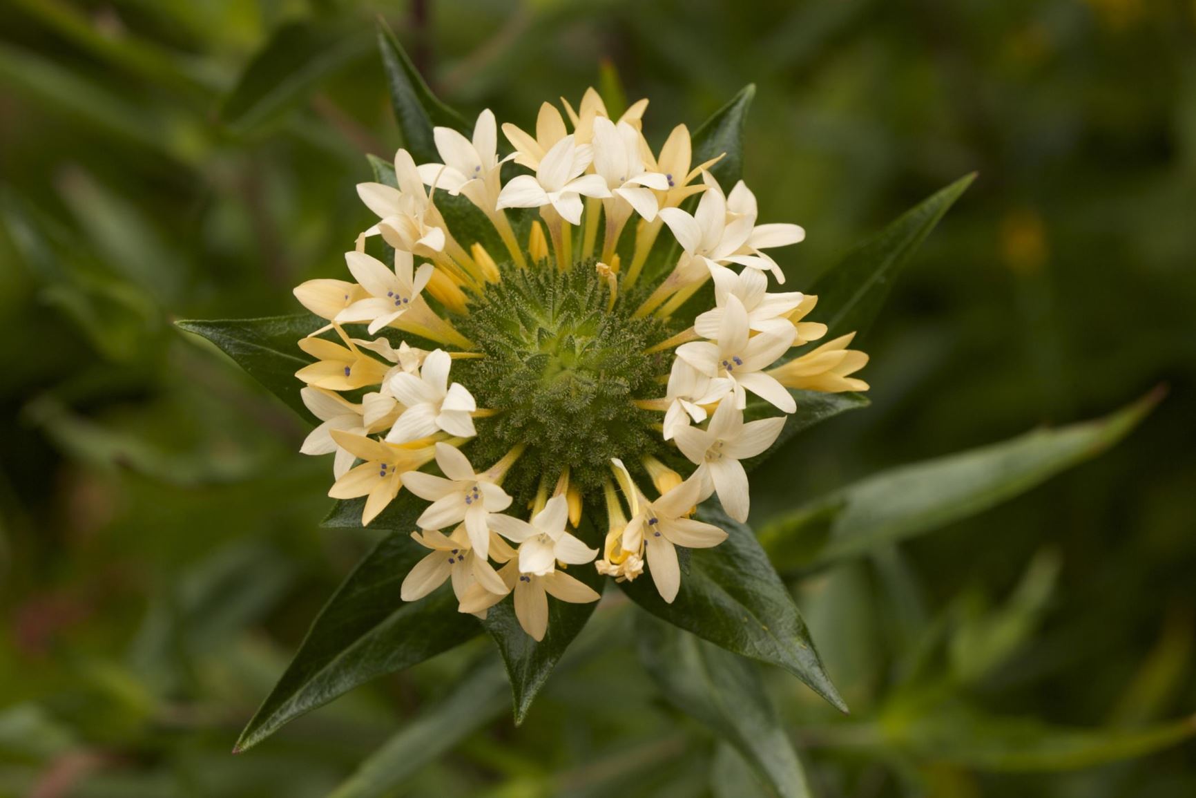 Collomia grandiflora - Grand collomia | Hortus Botanicus Amsterdam ...