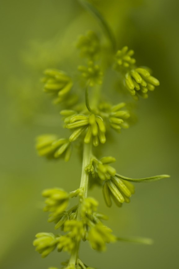 Datisca cannabina - Valse hennep, False hemp, अकलबीर | Hortus Botanicus ...