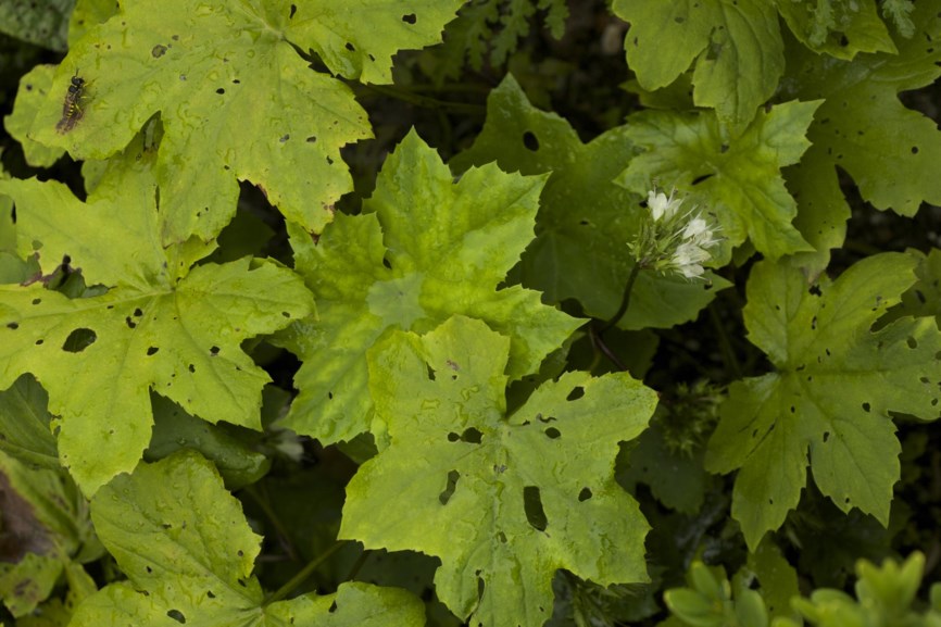 Hydrophyllum virginianum - Virginia waterleaf, Eastern waterleaf ...