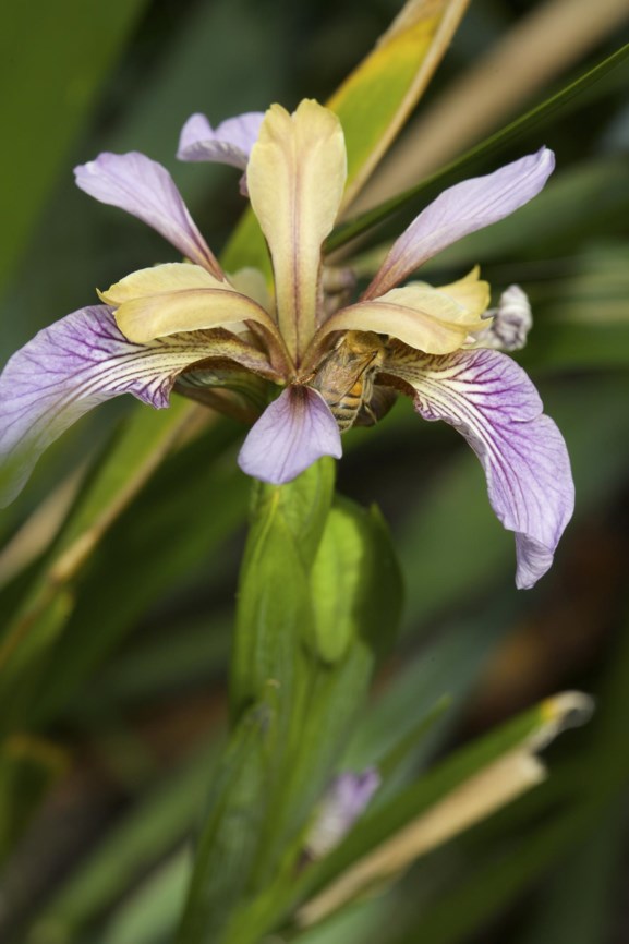 Iris foetidissima - Stinkende lis, Rosbiefplant, Stinking iris | Hortus ...
