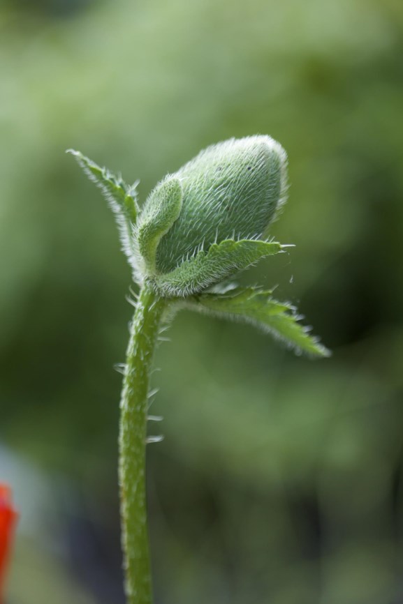 Papaver orientale - Oosterse klaproos, Reuzenklaproos, Oriental poppy ...