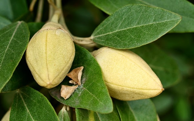 Lagunaria patersonia - Cow itch tree, Norfolk Island hibiscus, Pyramid ...