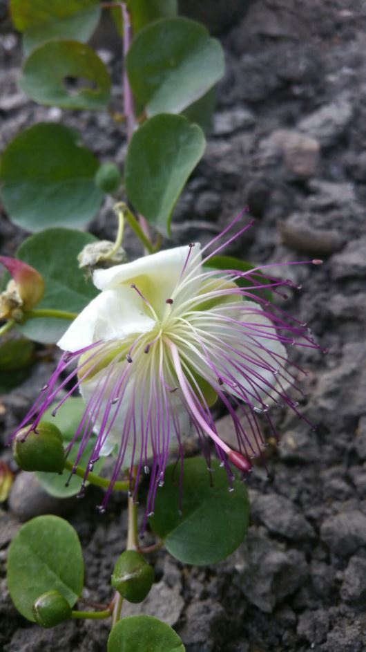 Capparis spinosa - Kappertjesplant, Caper plant | Hortus Botanicus ...