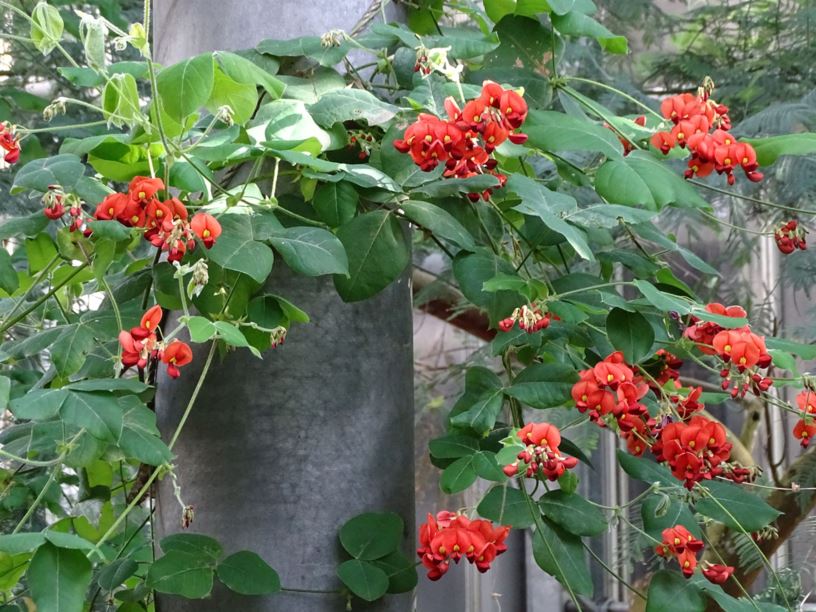 Kennedia macrophylla - Augusta kennedia | Hortus Botanicus Amsterdam ...
