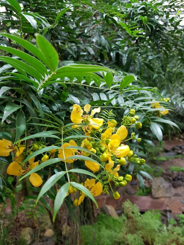 Senna petersiana - Apiespeul, Eared senna | Hortus Botanicus Amsterdam ...