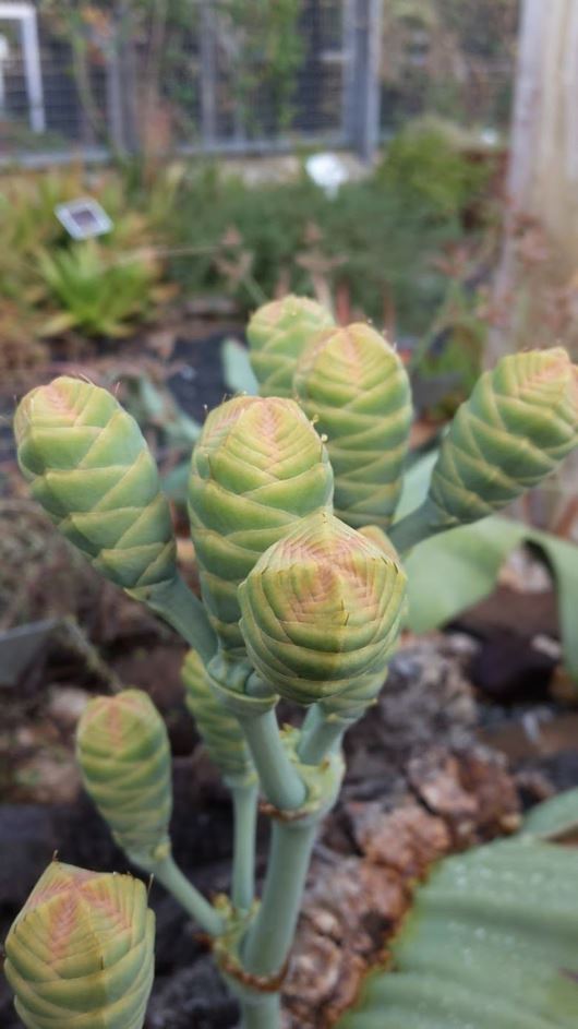 Welwitschia mirabilis - Tweeblaarkanniedood, Welwitschia, Onyanga ...
