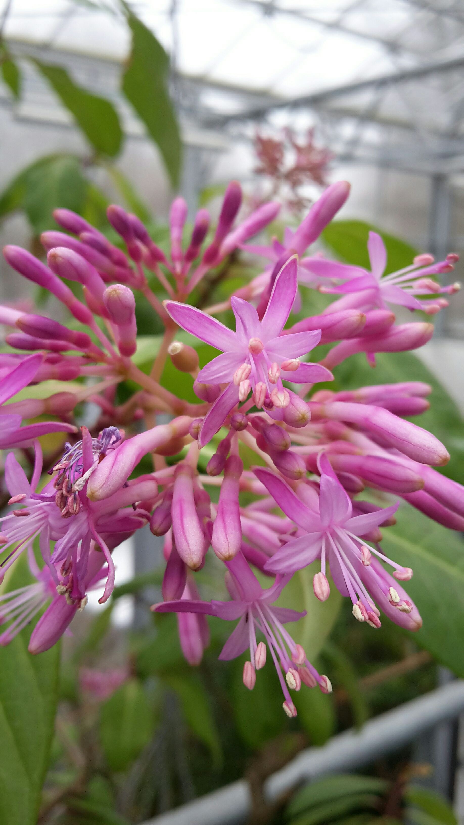 Fuchsia arborescens - Fucsia arbórea | Hortus Botanicus Amsterdam ...