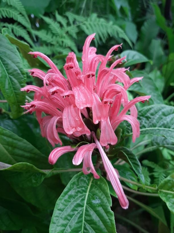 Justicia carnea - Flamingo flower, Jacobinia, Plume flower | Hortus ...