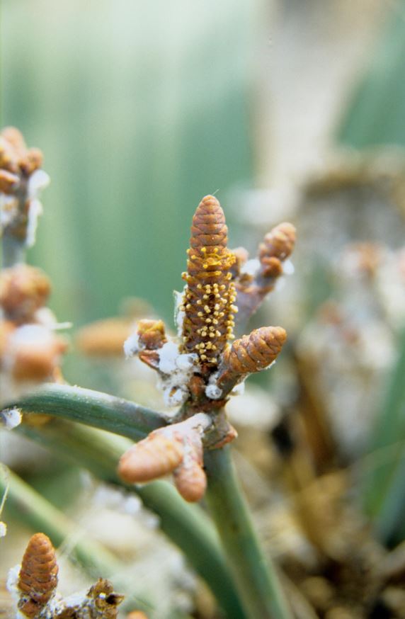 Welwitschia mirabilis - Tweeblaarkanniedood, Welwitschia, Onyanga ...
