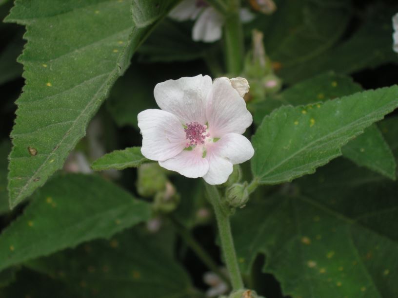 Althaea officinalis - Echte heemst, Common marshmallow, Echter Eibisch ...